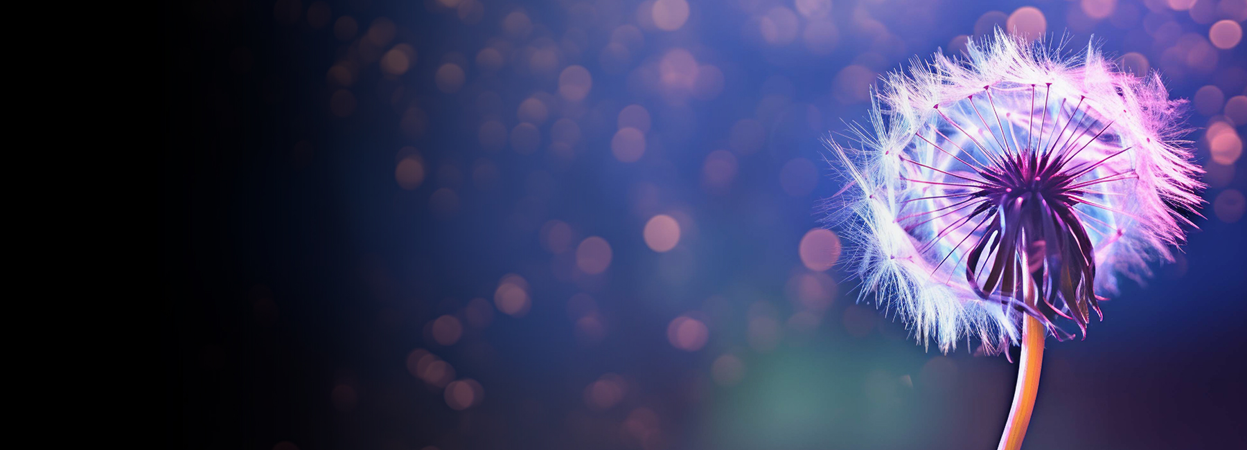 DXC Dandelion Program | DXC Technology